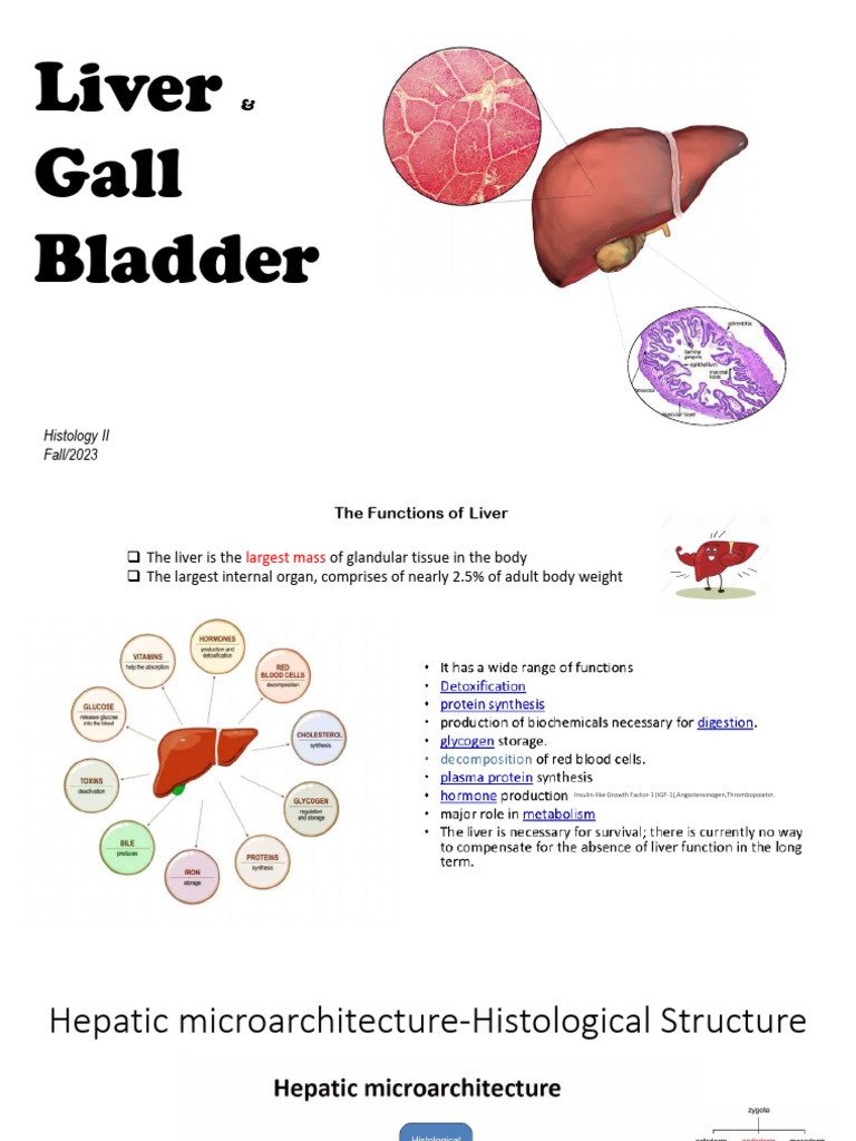 Digestive Glands II (Liver and Gall Bladder) | PDF | Liver | Gallbladder