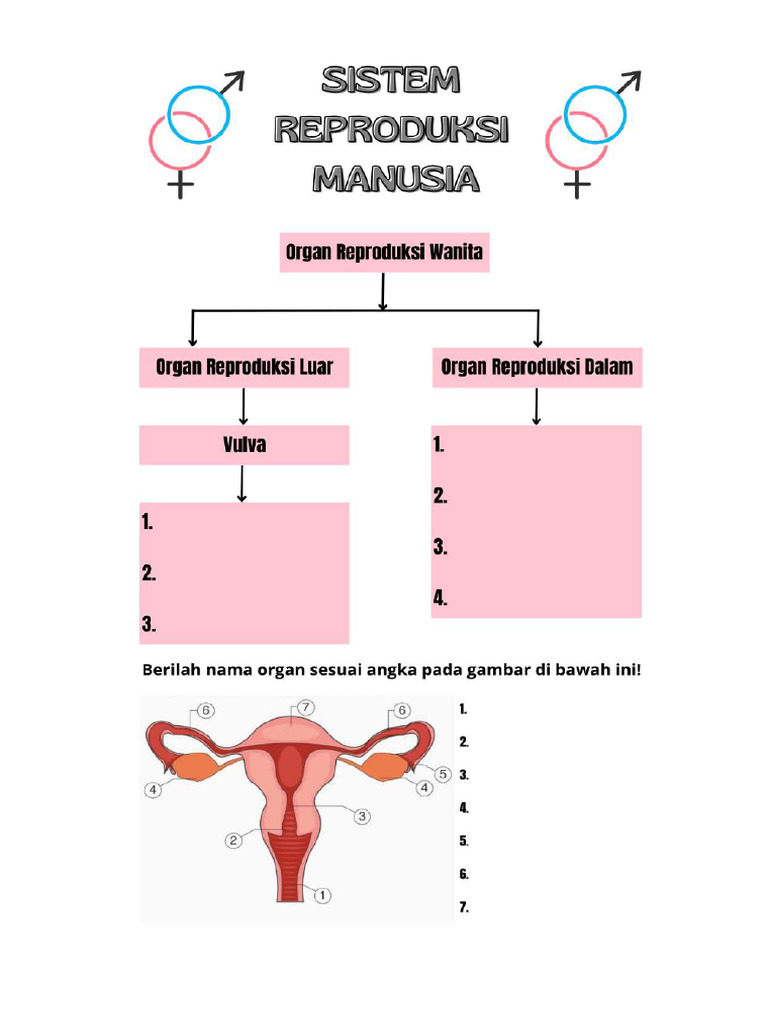Sistem Reproduksi Manusia | PDF