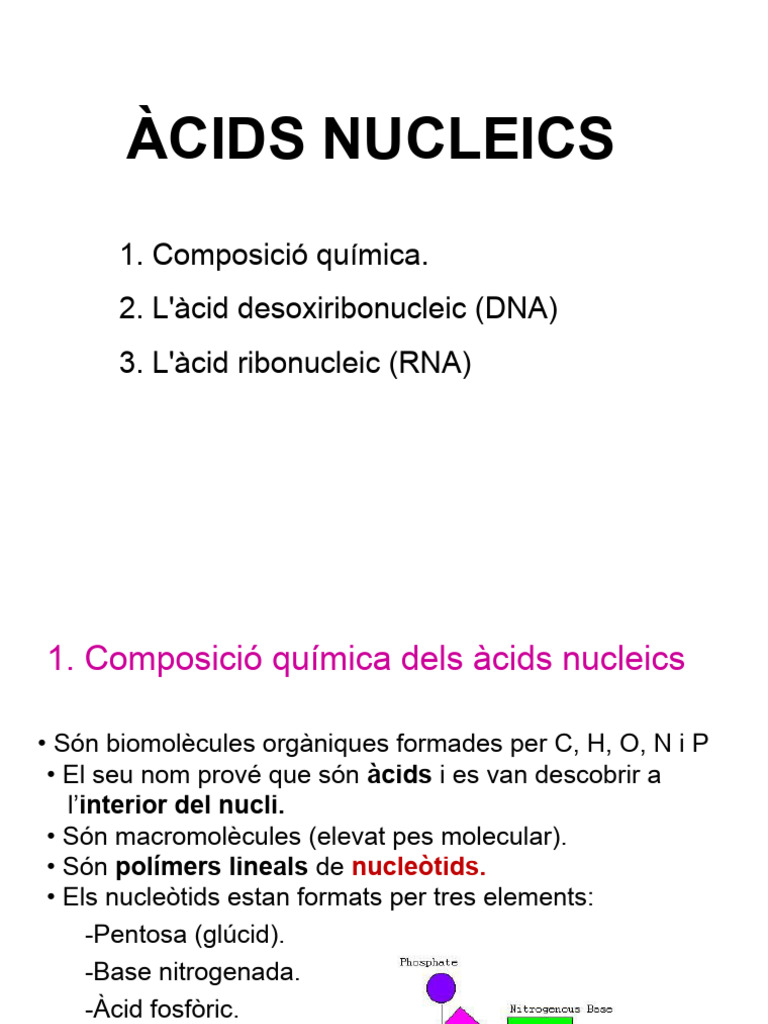 Acids Nucleics | PDF