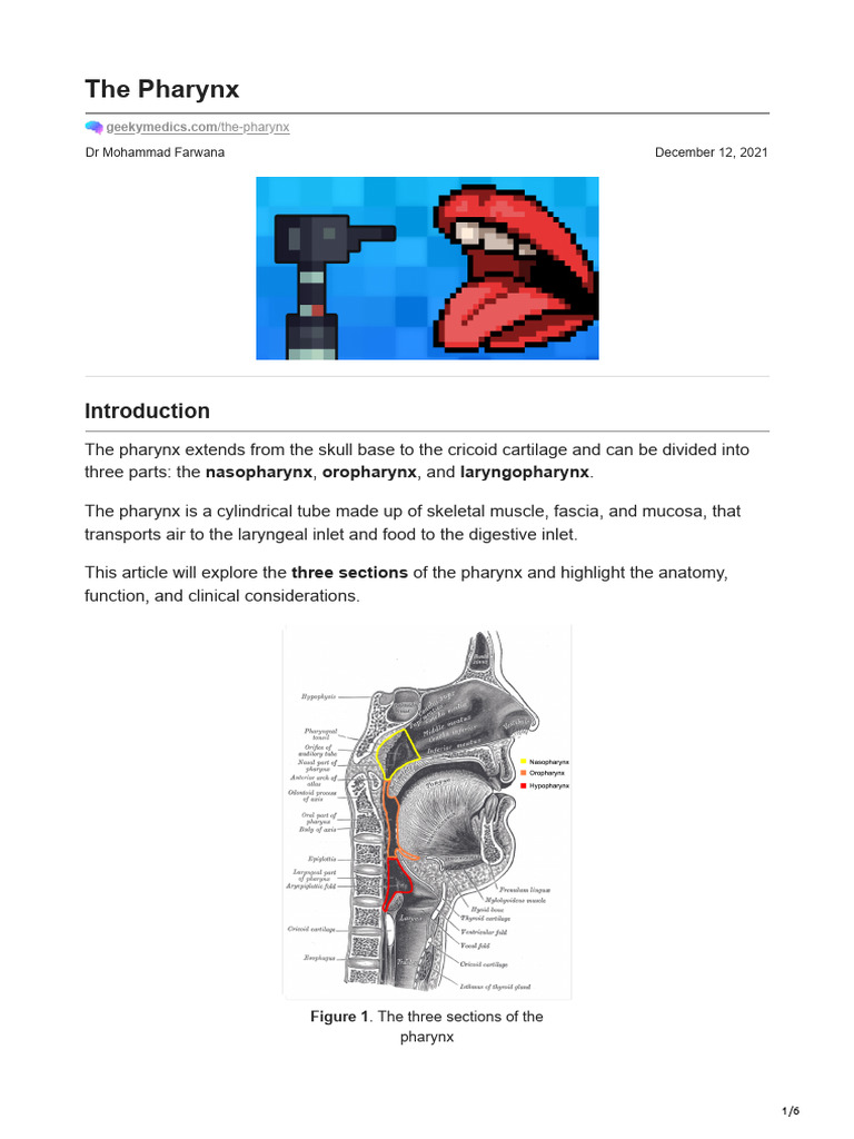 geekymedics.com-The Pharynx (1) | PDF | Human Head And Neck | Otorhinolaryngology