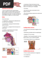 Anat Physio ORL | PDF | Oreille | Système vestibulaire