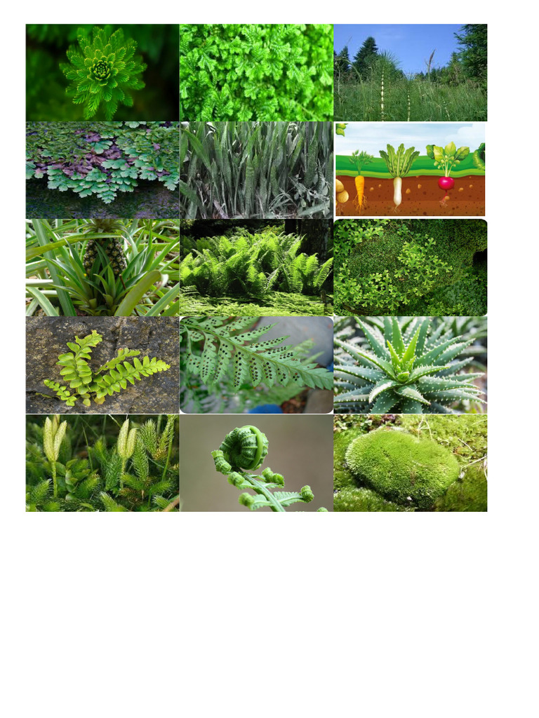 Plantas Sin Semilla | PDF