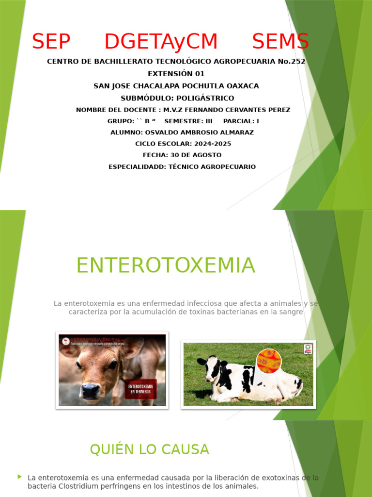 Presentación de La Enfermedad Enterotoxemia | PDF