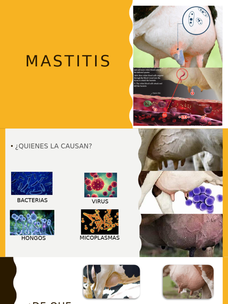 Mastitis | PDF