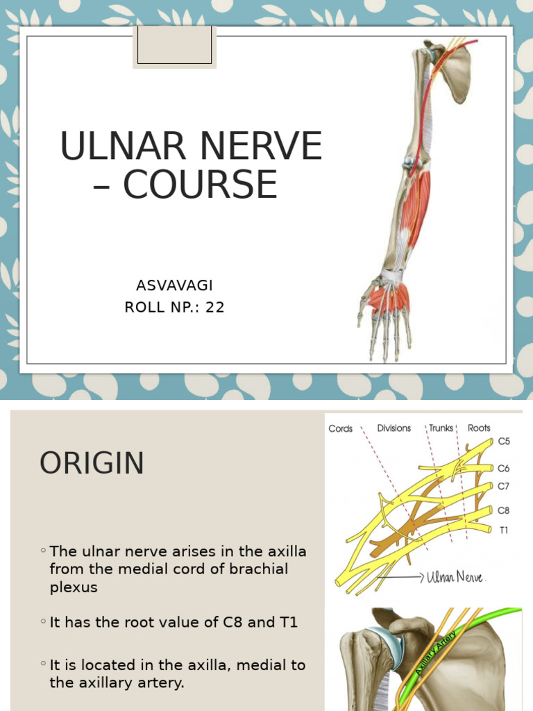 Ulnar Nerve Course | PDF