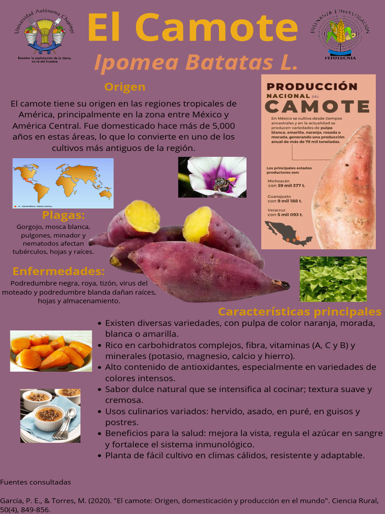 El Camote Cartel - 20241130 - 123051 - 0000 | PDF