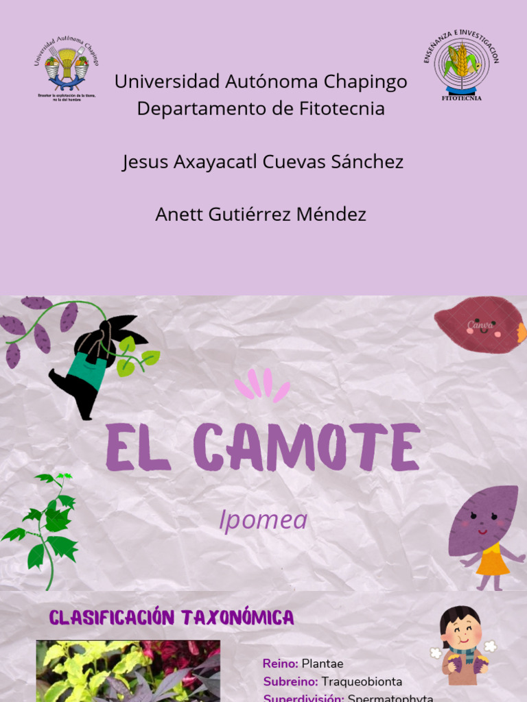 Camote ipomea | PDF | Batata | Semilla