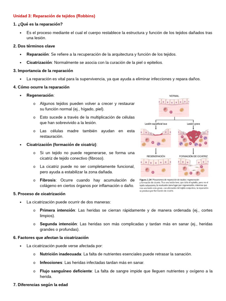 1.2 Reparación de Tejidos. Robbins Cap 3 | PDF | Cicatrización de la herida | Macrófago