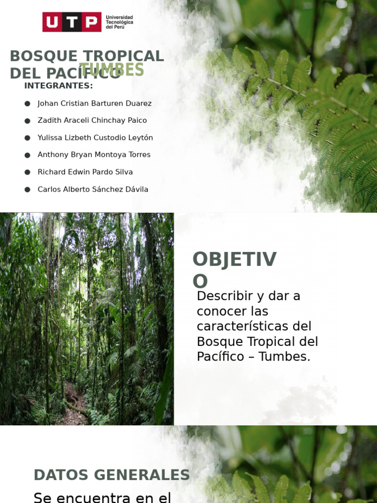 Importancia del Bosque Tropical en Tumbes | PDF | Los bosques ...