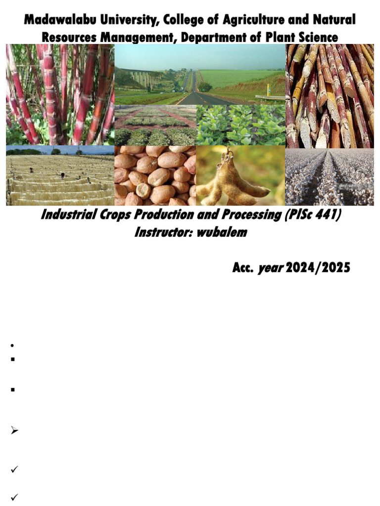 Industrial Crops-1 | PDF | Sugarcane | Sucrose