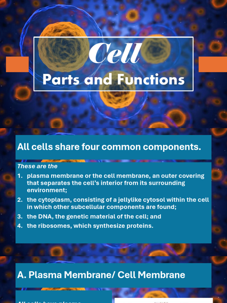 Cell Structure and Functions Explained | PDF | Cell Membrane | Cell ...