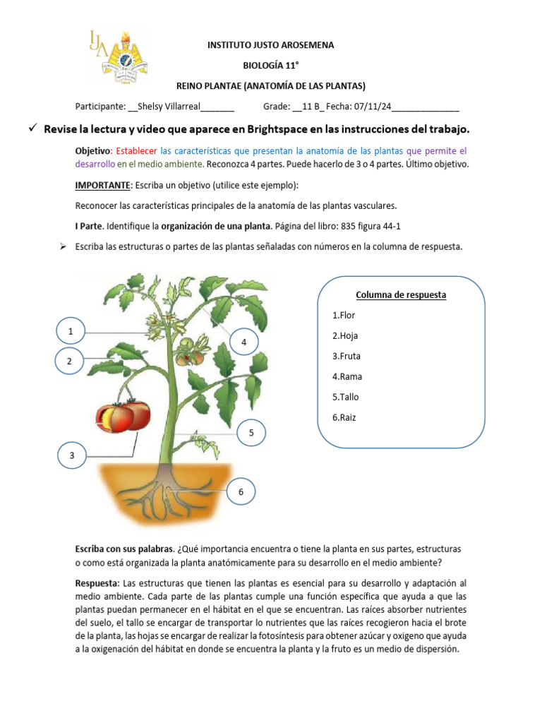 Anatomía de las plantas 1 | PDF | Raíz | Tallo de la planta