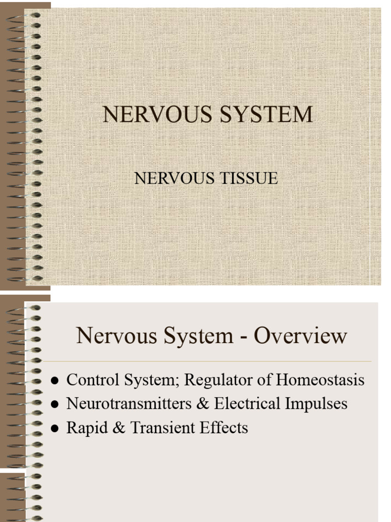 Overview of the Nervous System Functions | PDF | Axon | Neuron