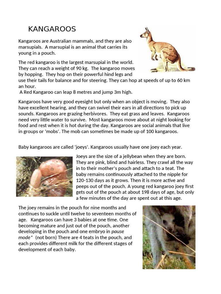 kangaroos-fun-activities-games_1513 | PDF | Marsupials | Zoology