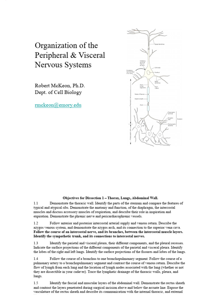 E1L1 - Organization of The Peripheral & Visceral Nervous Systems | PDF ...