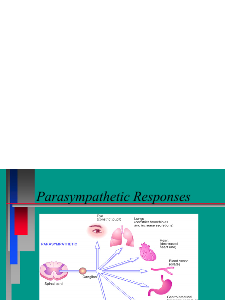Overview of Cholinergic Drugs and Effects | PDF | Acetylcholine ...