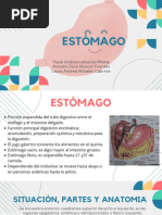 Anatomia, Irrigacion, Inervación Del Esofago y Estomago | PDF ...