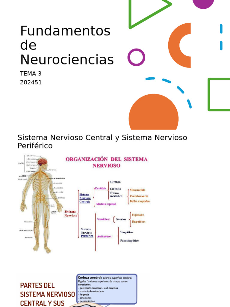 Sistema Nervioso: SNC y SNP Explicados | PDF