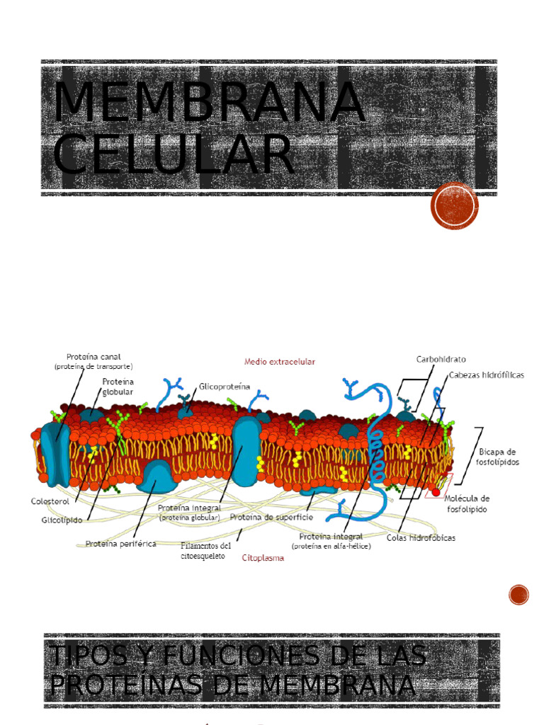 Membrana Celular | PDF | Membrana celular | Difusión