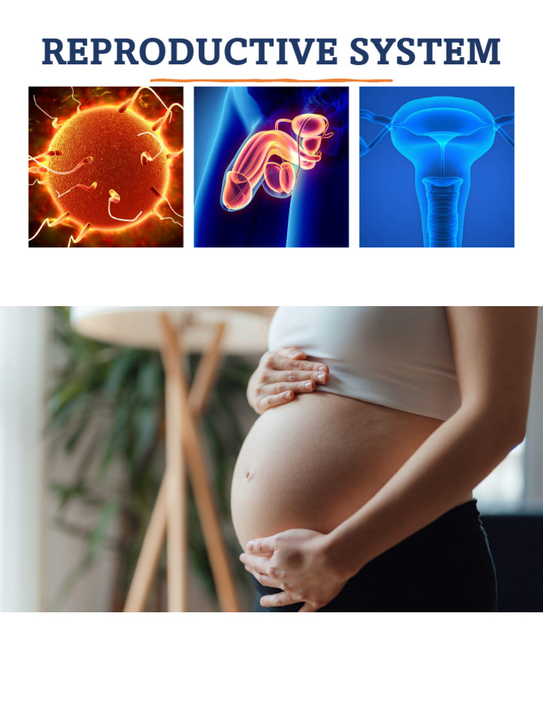 Anatomy and Function of Reproductive Systems | PDF | Labia ...