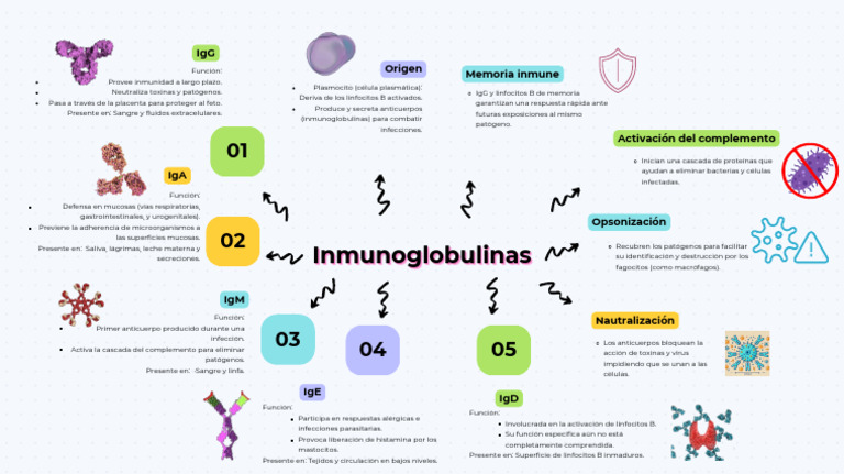Inmunoglobulinas | PDF | Anticuerpo | Sistema inmune