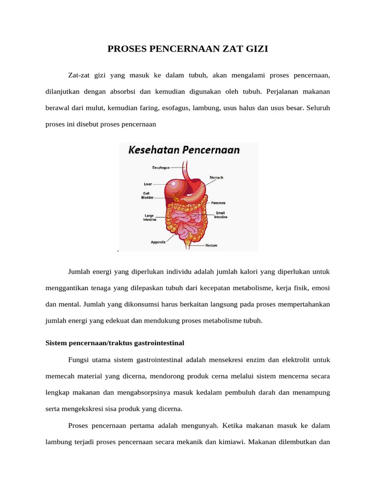 Pencernaan Dan Absorbsi Protein | PDF