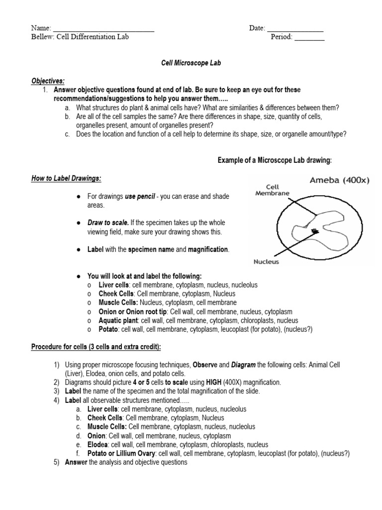 Cell Differentiation Lab Guide | PDF | Cell (Biology) | Cytoplasm