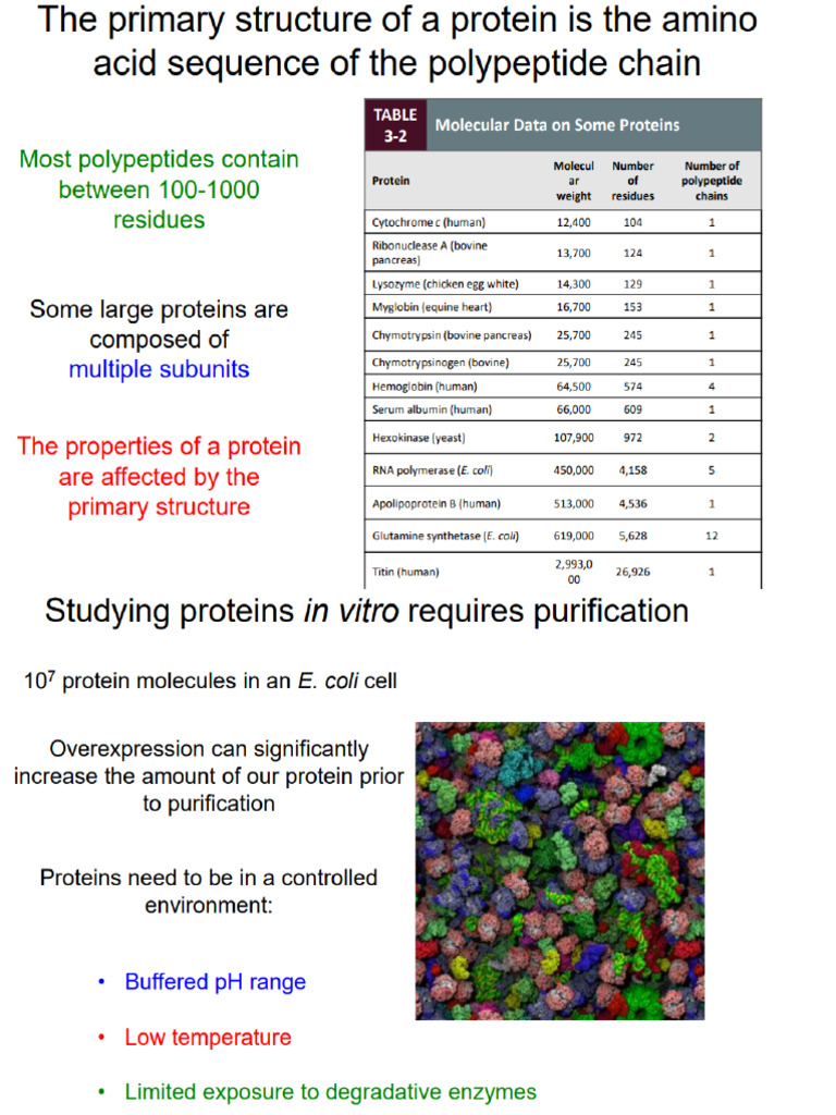 Lecture 4_ Primary Structure and Protein Purification | PDF