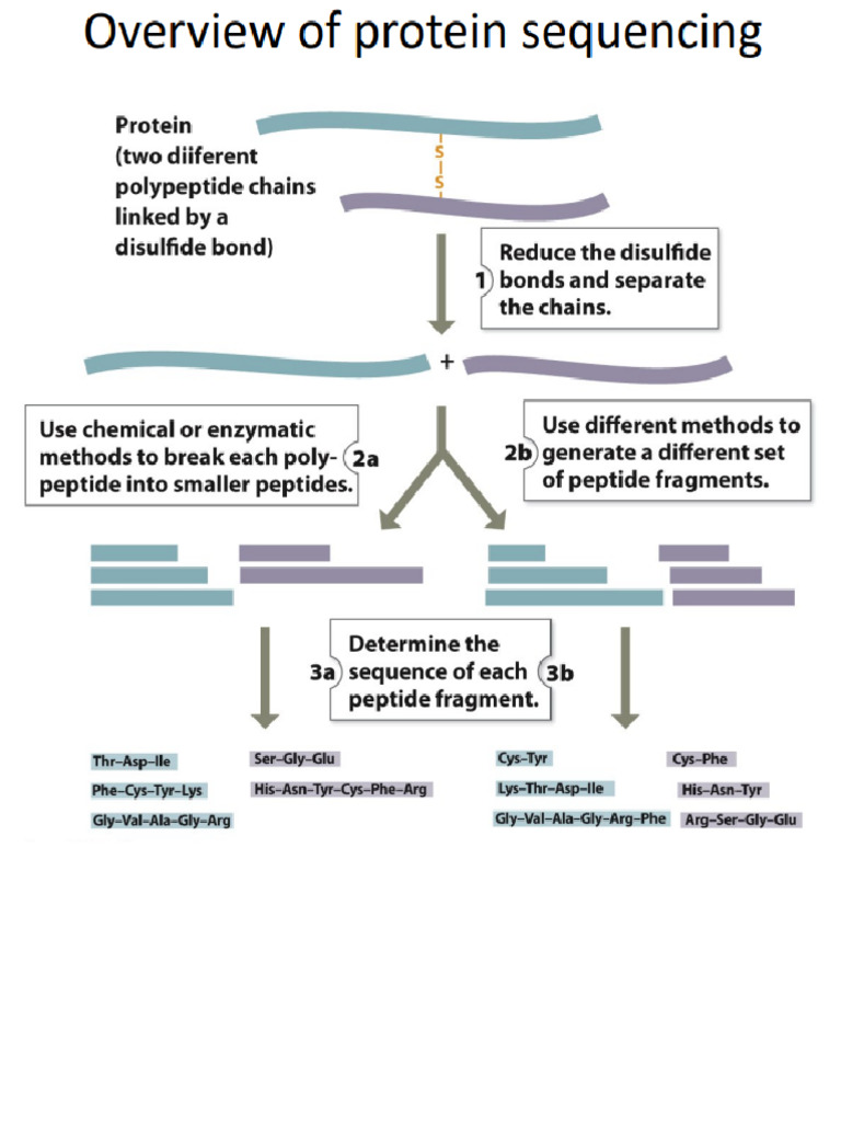Lecture 5 Protein Sequencing | PDF
