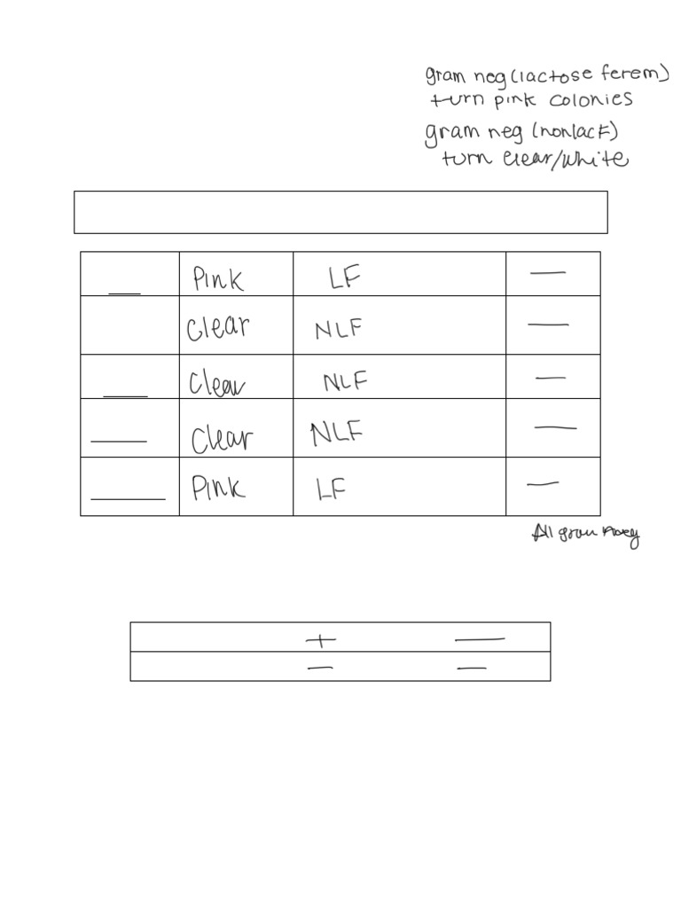 LF and NLF Bacteria in Enterobacteriaceae | PDF