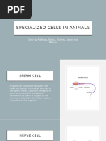 Specialised Animal Cells - Living Organisms - KS3 Biology - BBC ...