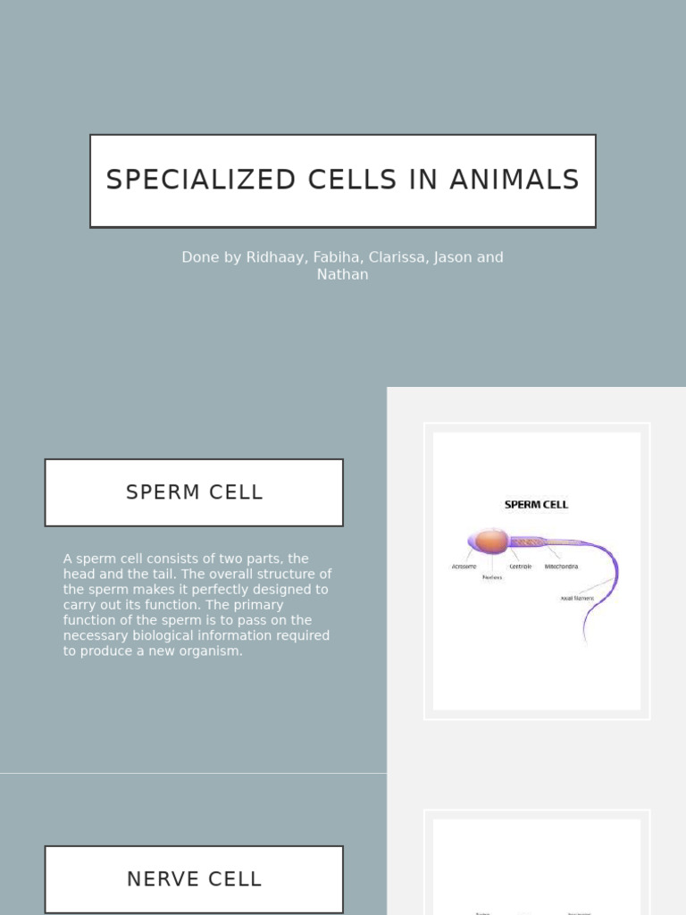 Specialized Animal Cells Overview | PDF