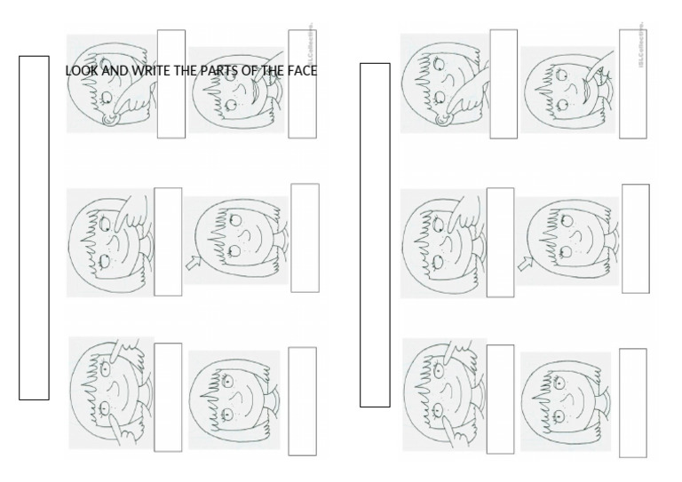 Parts of The Face Worksheet | PDF