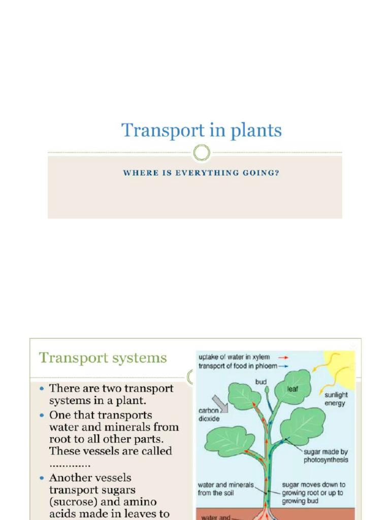 Transport in Plants VIII | PDF