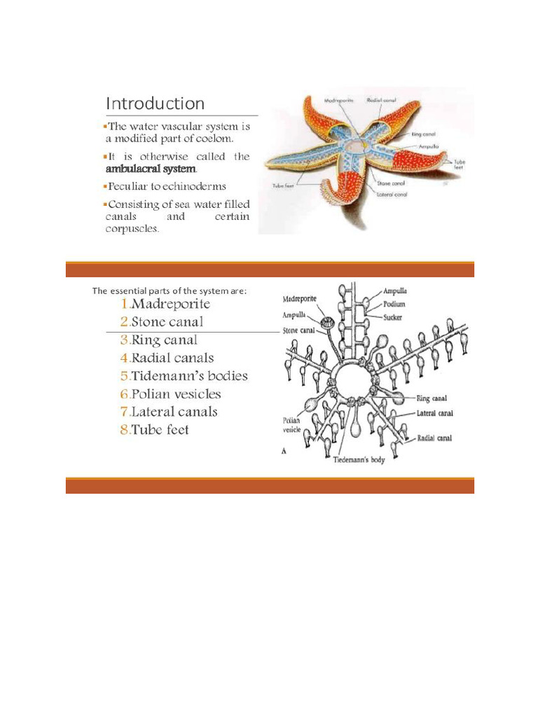 Water Vascular System in Ecinodermata ---1. | PDF