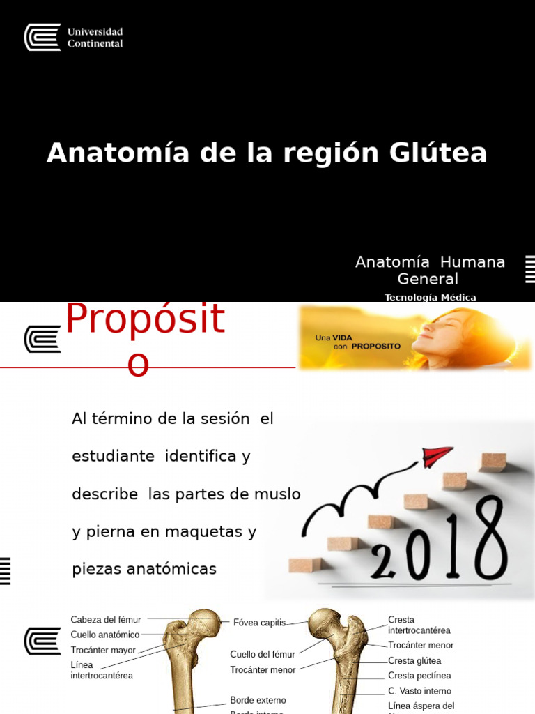 S14 - Semana 14 - Anatomía de Muslo y Pierna | PDF | Anatomía del ...