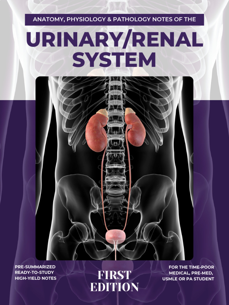 UrinaryRenal System | PDF | Kidney | Urinary System