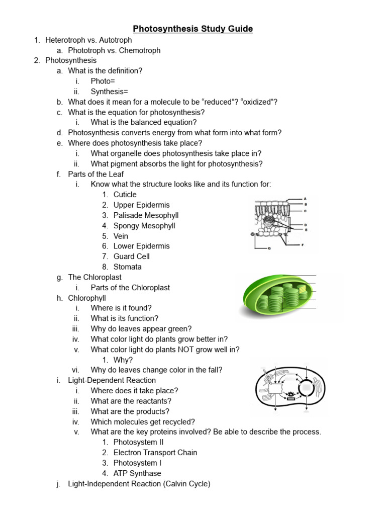 Photosynthesis Study Guide | PDF | Photosynthesis | Leaf