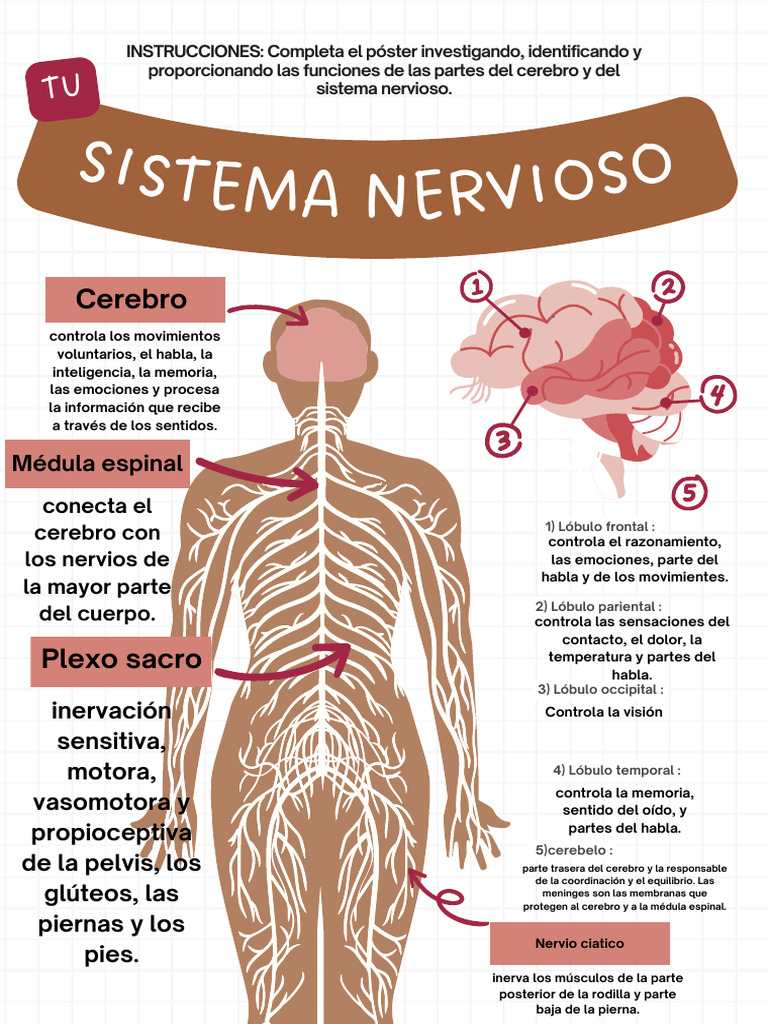 Sistema nervioso | PDF | Cerebro | Nervio
