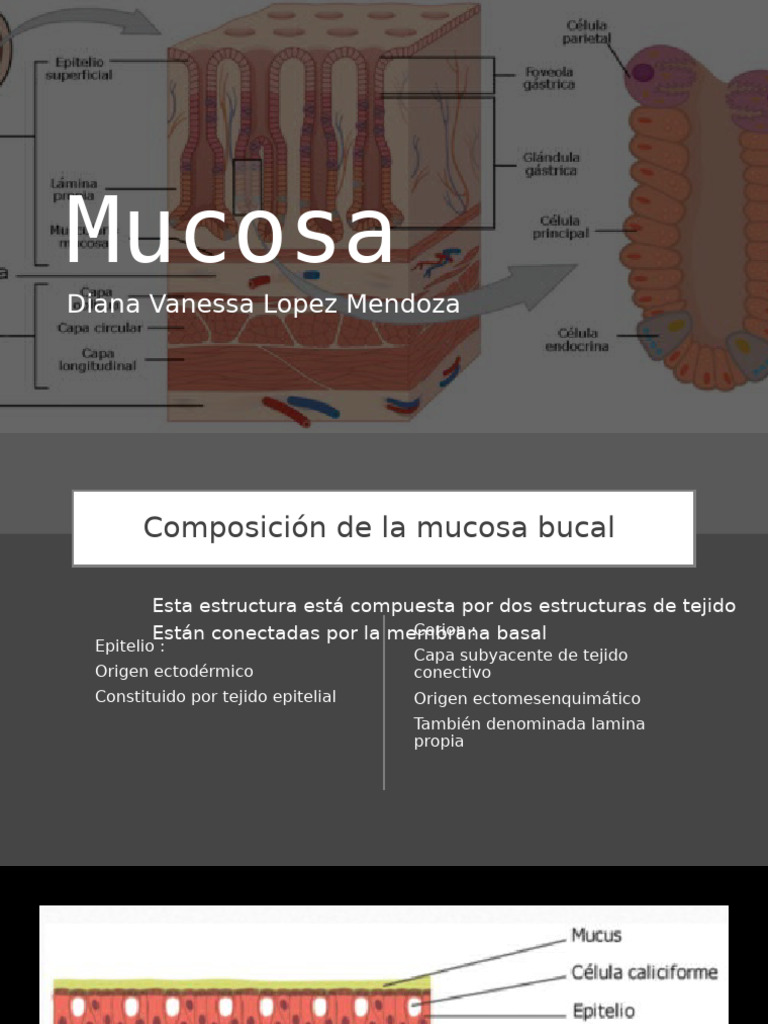 Mucosa | PDF | Epitelio | Membrana mucosa