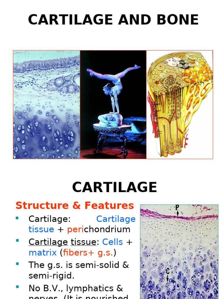 04 Cartilage _ Bone | PDF | Bone | Osteoblast