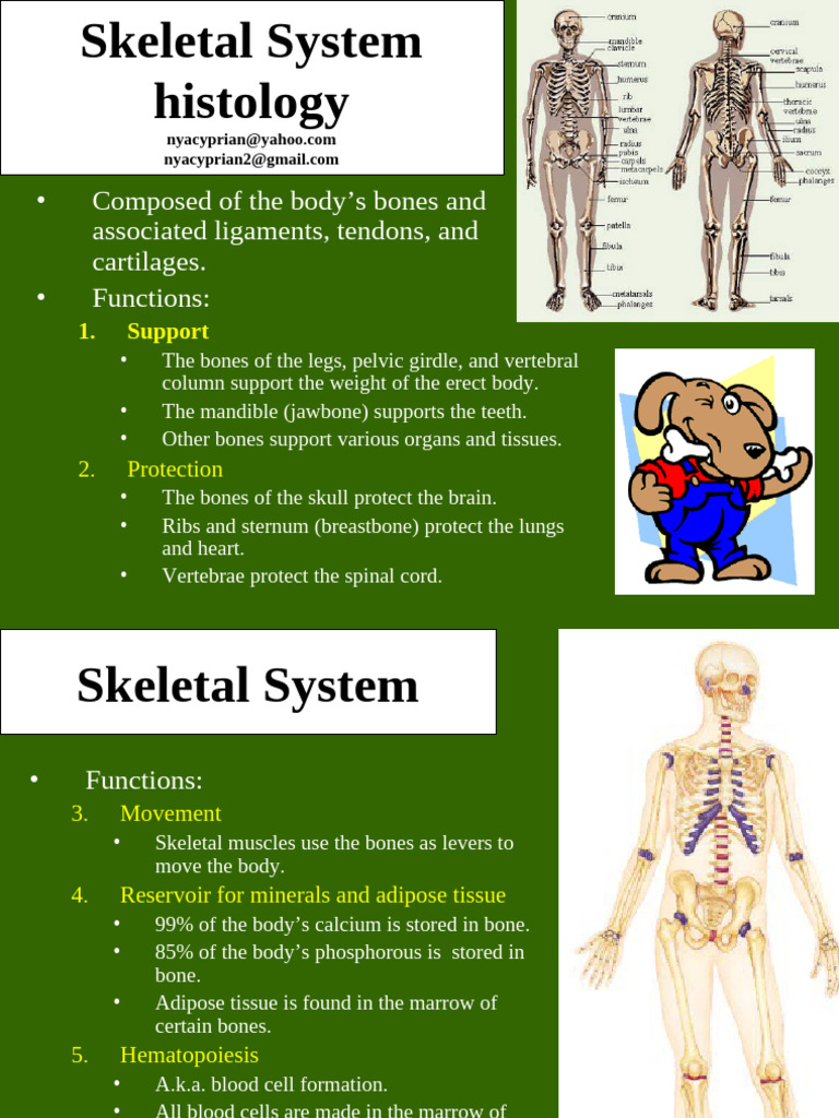 BONE TISSUE | PDF | Bone | Osteoblast