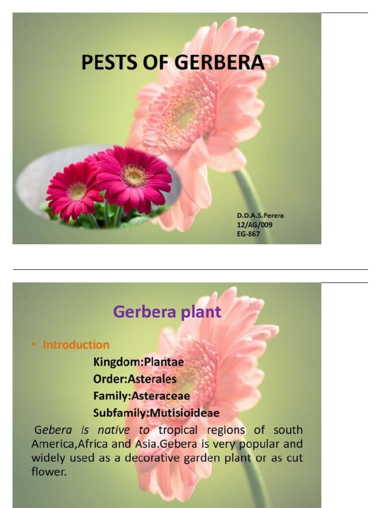 Gerbera | PDF