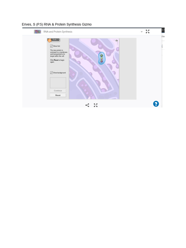 RNA & Protein Synthesis Answers | PDF