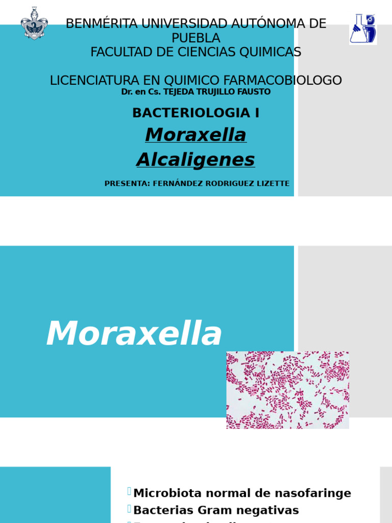 Moraxella atlantae: Características y Patologías | PDF | Las bacterias ...