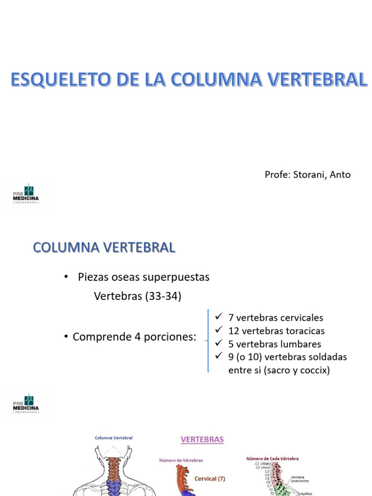 Anatomía de la Columna Vertebral | PDF | Vértebra | La columna vertebral