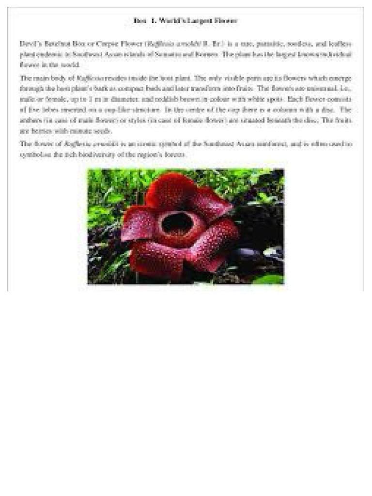 rafflesia flowers | PDF