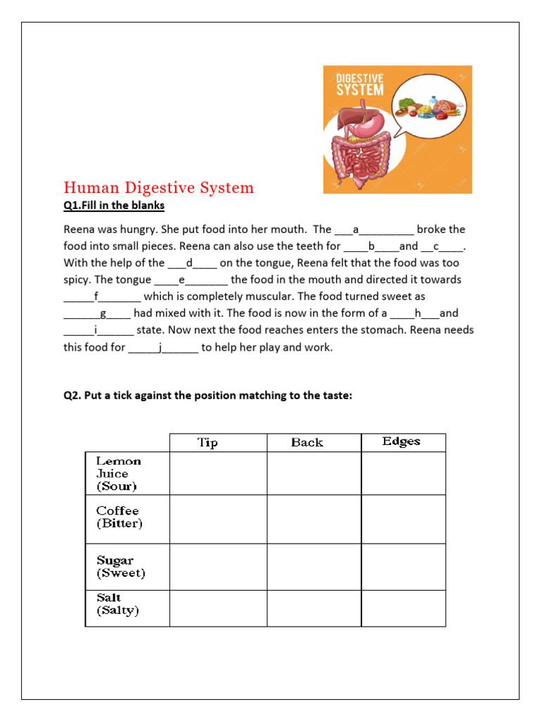 Revision Digestive System | PDF
