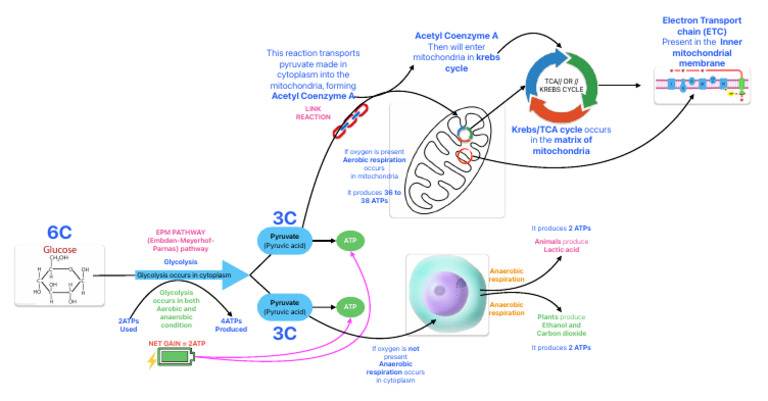 Glycolysis and Cellular Respiration Explained | PDF | Cellular ...