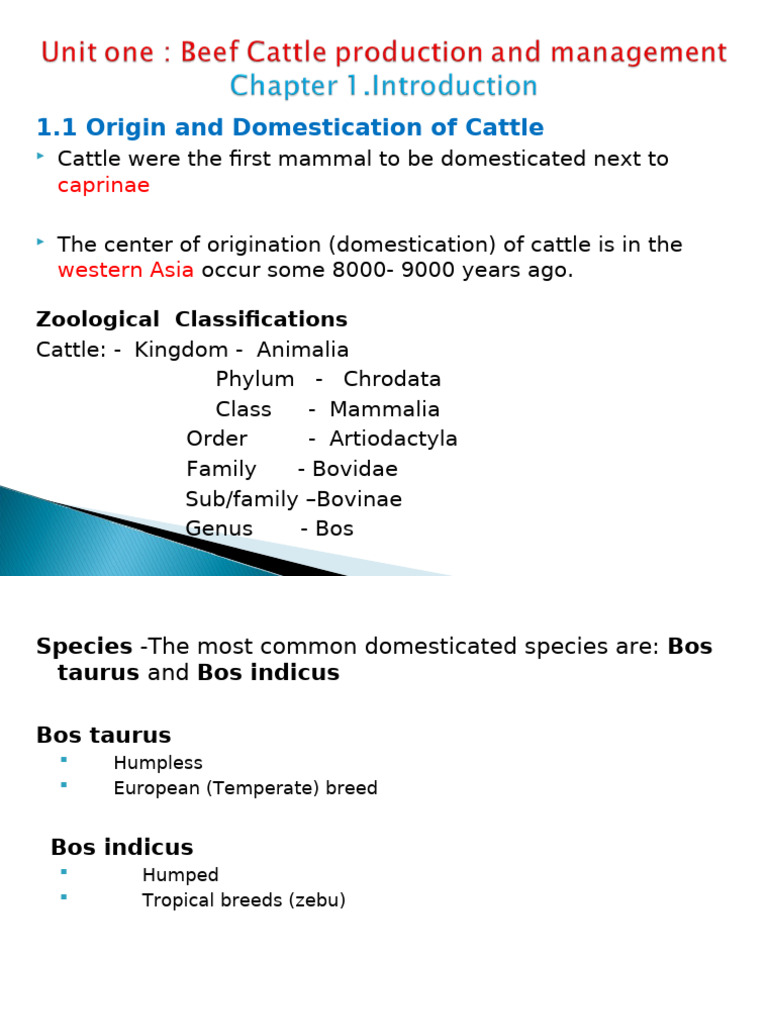 Beef Cattle Production Overview | PDF | Milk | Cattle